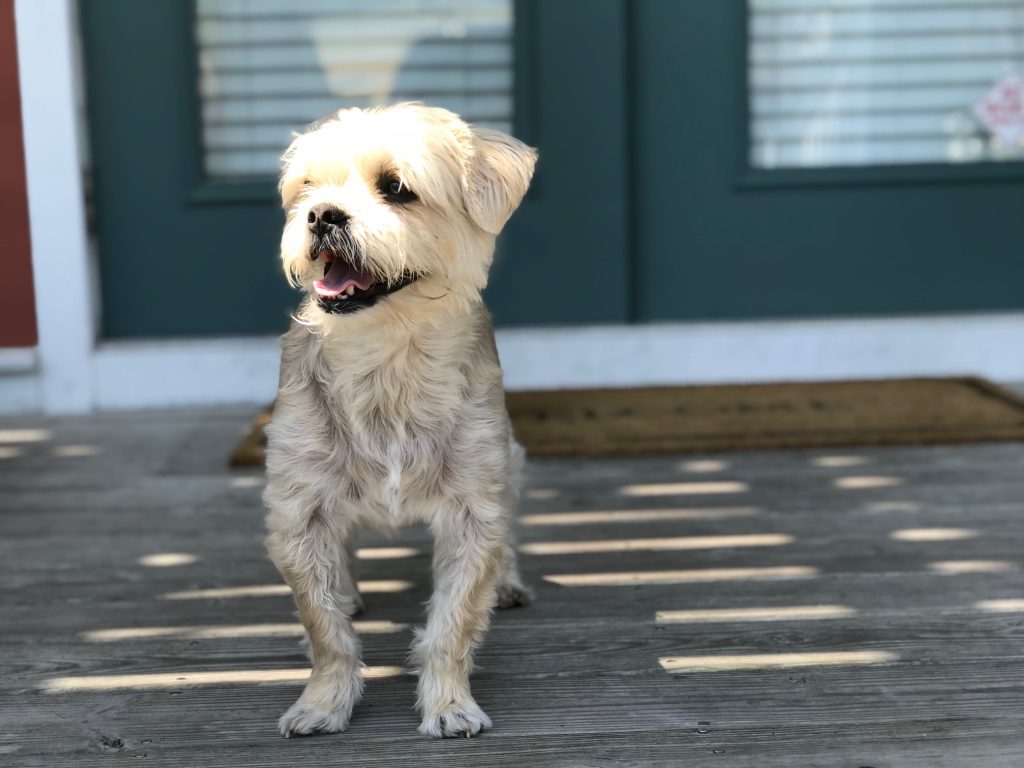 Shea's Top Tips for Traveling with Pets